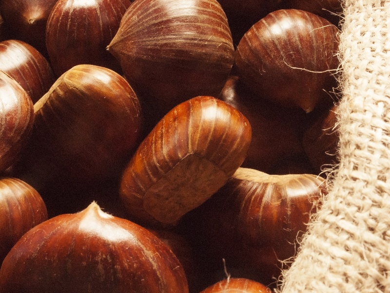 Keys to chestnuts growth | Italian Chestnuts